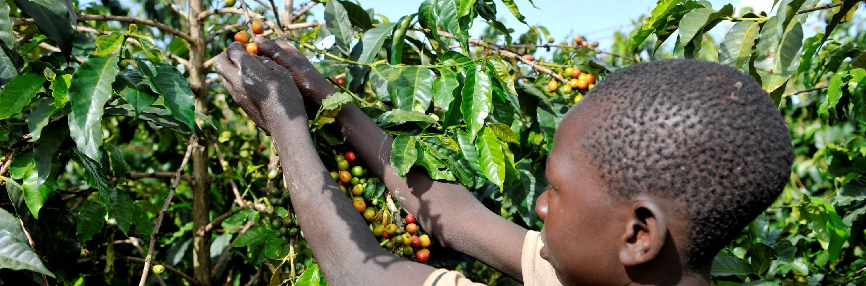 El proyecto CLEAR Supply Chains | International Labour Organization