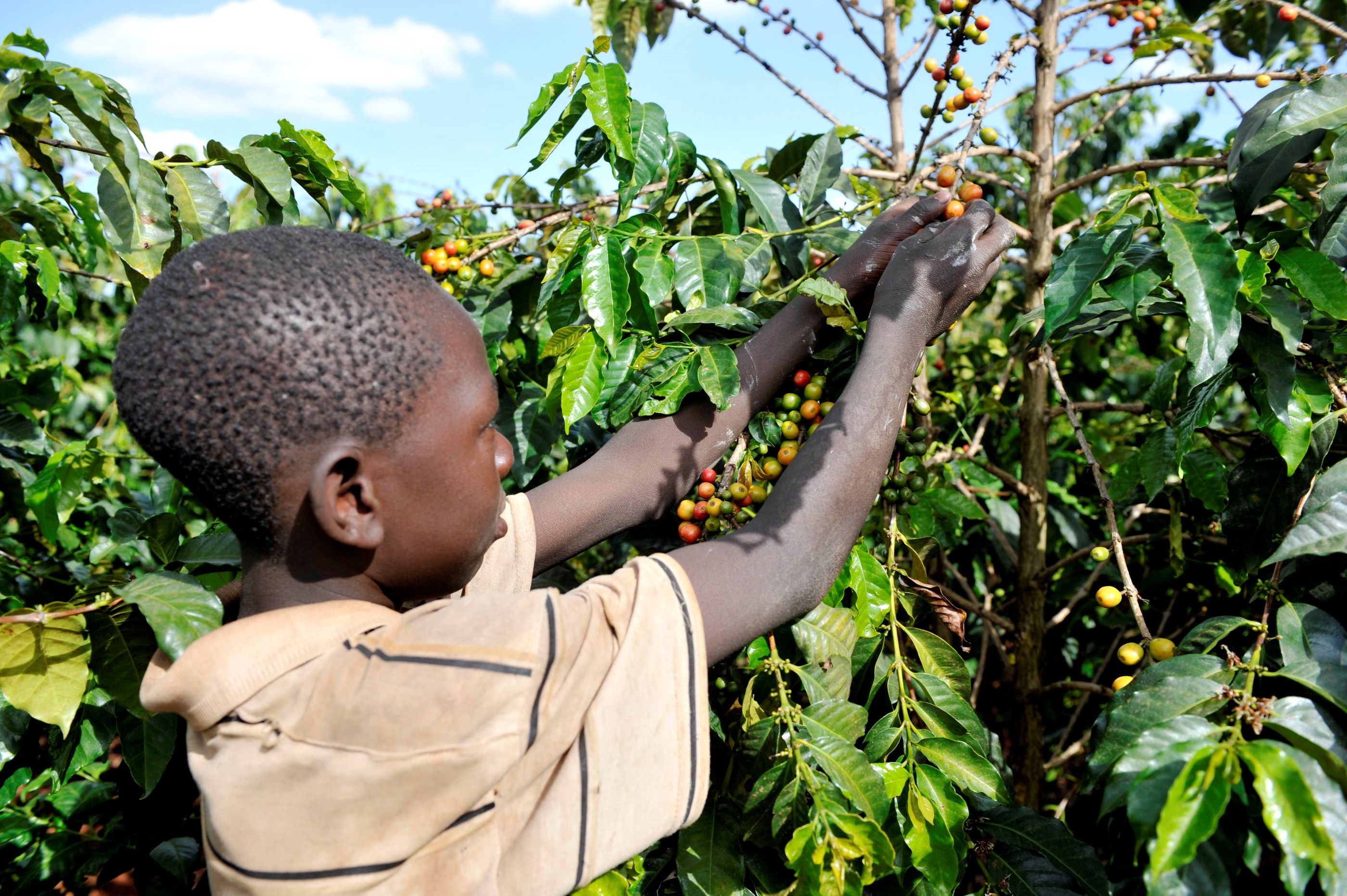 New project to address child labour in the coffee industry launched by ...